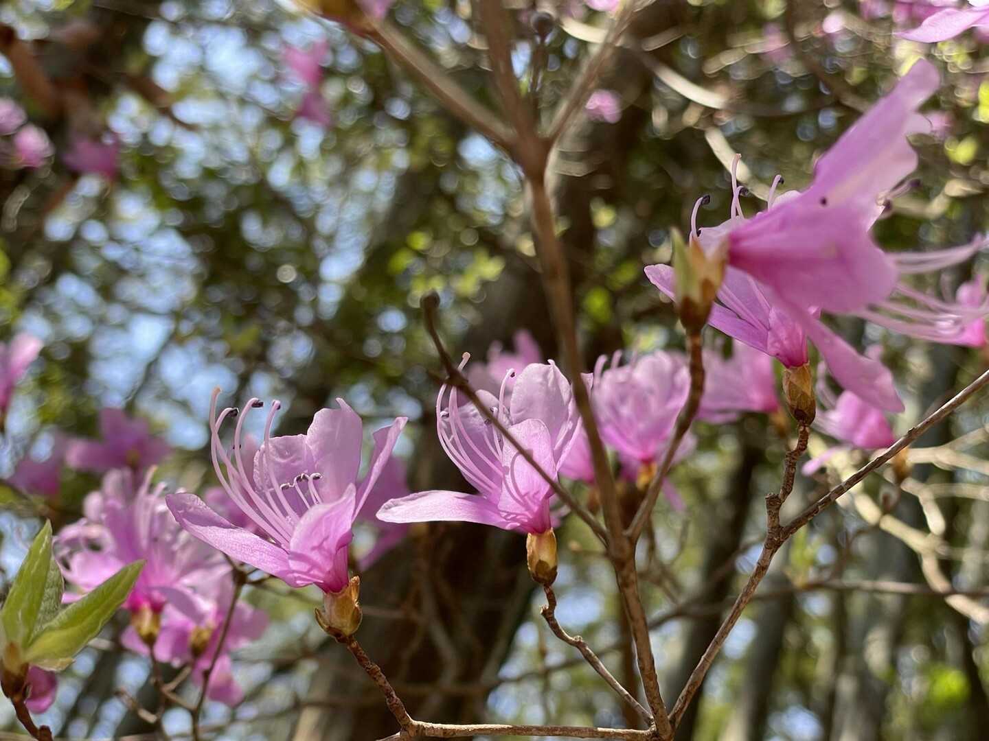 愛宕さん参り ツツジ尾根から / watsonさんの愛宕山・三頭山・朝日峯の活動データ | YAMAP / ヤマップ