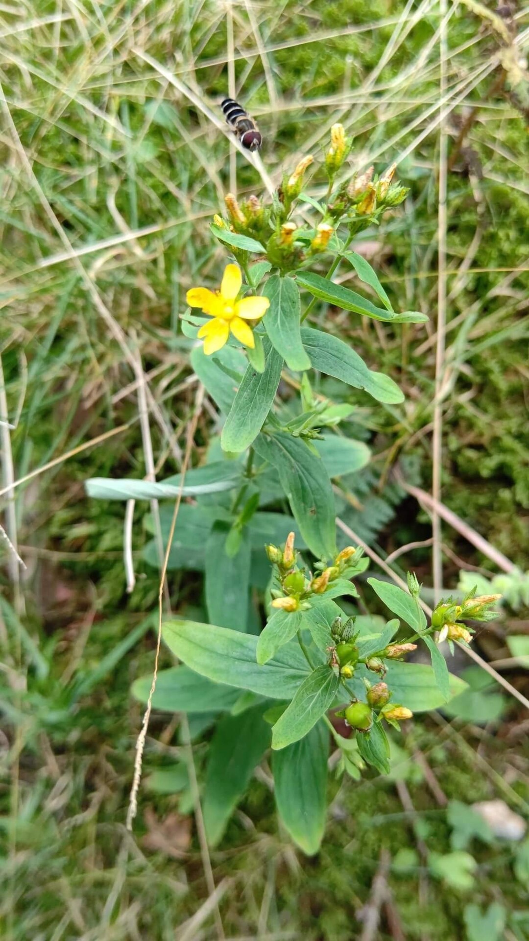 🎵 愛宕山オトギリソウに羽音かな 悟空... / kyoyamaさんのモーメント | YAMAP / ヤマップ