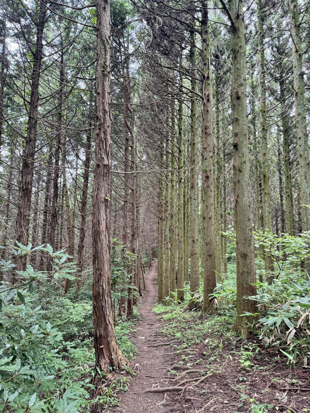 好きと嫌いと 月の定例宝達山 / ジャーGさんの宝達山の活動データ | YAMAP / ヤマップ