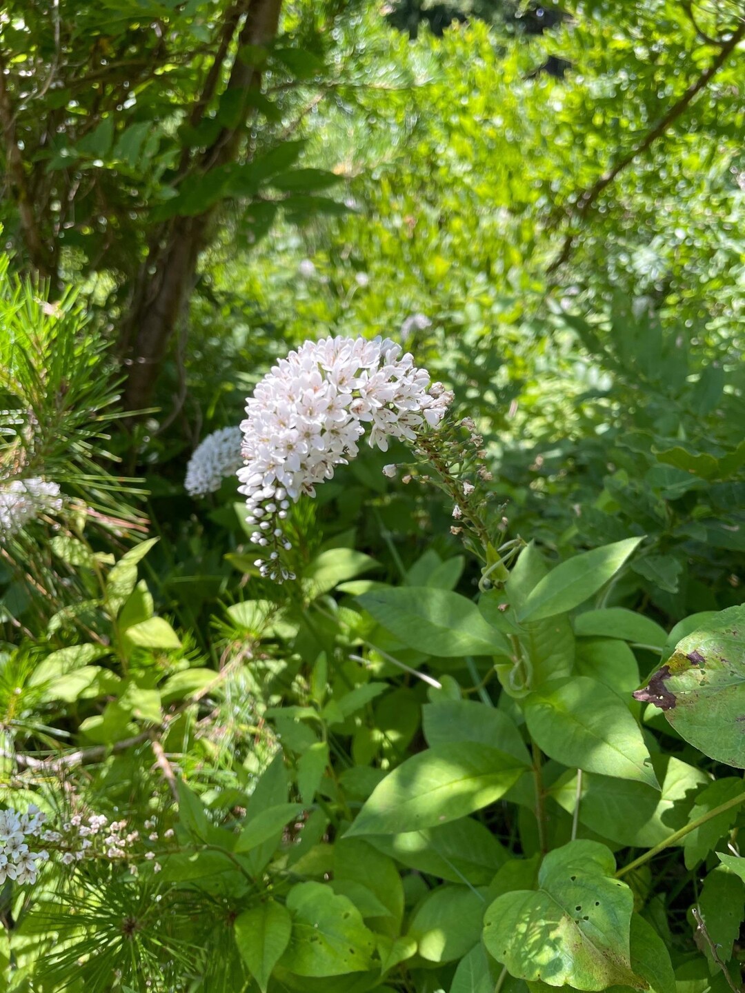 松本山歩🌱 / sayoさんの三才山・戸谷峰の活動データ | YAMAP / ヤマップ