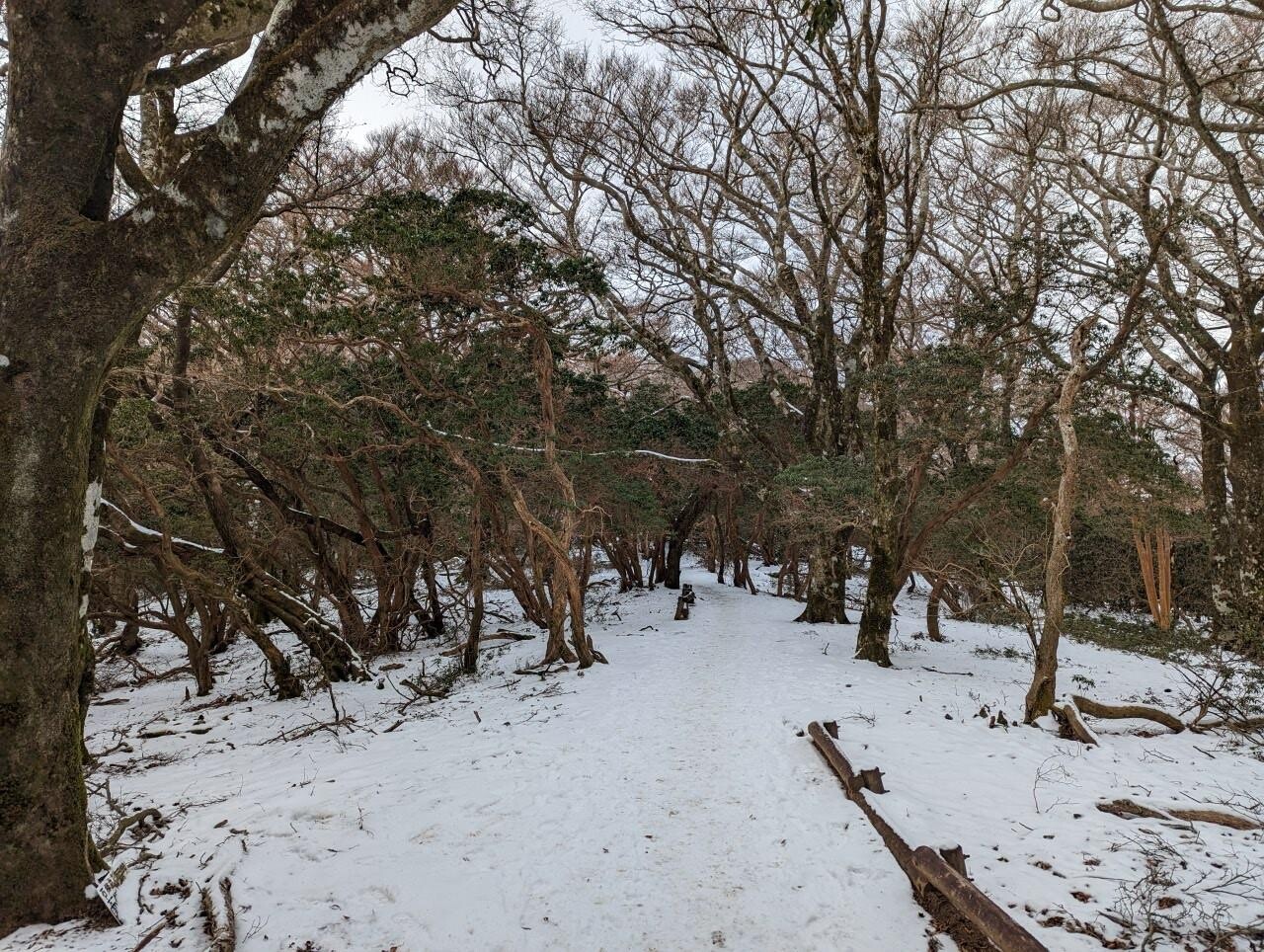 万二郎岳（天城山）・万三郎岳（天城山） / ryryryryさんの天城山・鉢ノ山・三筋山の活動データ | YAMAP / ヤマップ