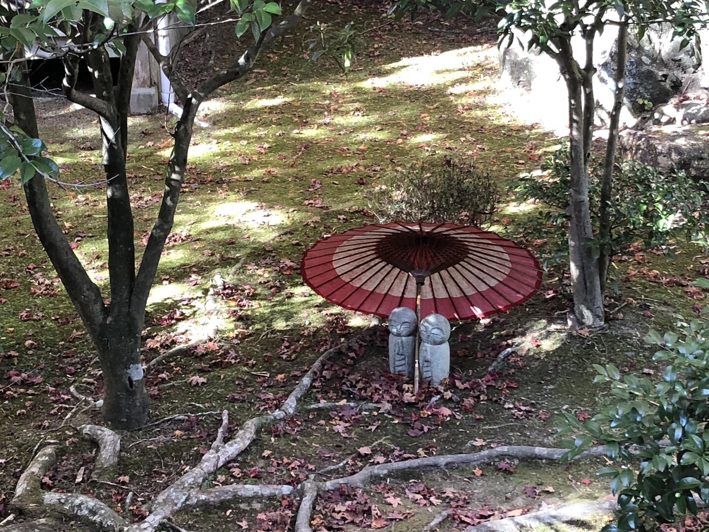 善峯寺〜ポンポン山〜柳谷観音 / n.haseさんのポンポン山・釈迦岳・小塩山・若山の活動データ | YAMAP / ヤマップ