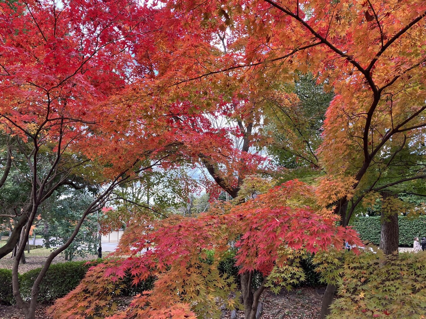 仁徳天皇陵古墳、日本庭園、蘇鉄山散歩🚶... / tsさんのモーメント | YAMAP / ヤマップ