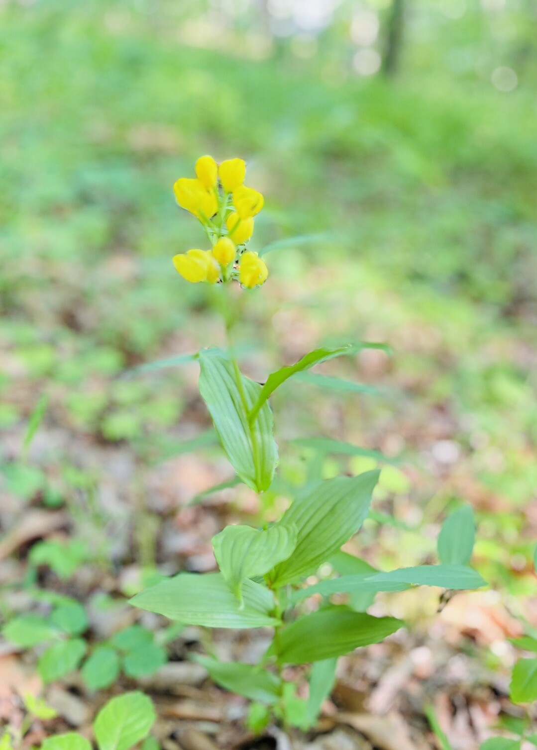 ムサシノキスゲ、キンラン、ギンランを見に... / Mijyaさんのモーメント | YAMAP / ヤマップ