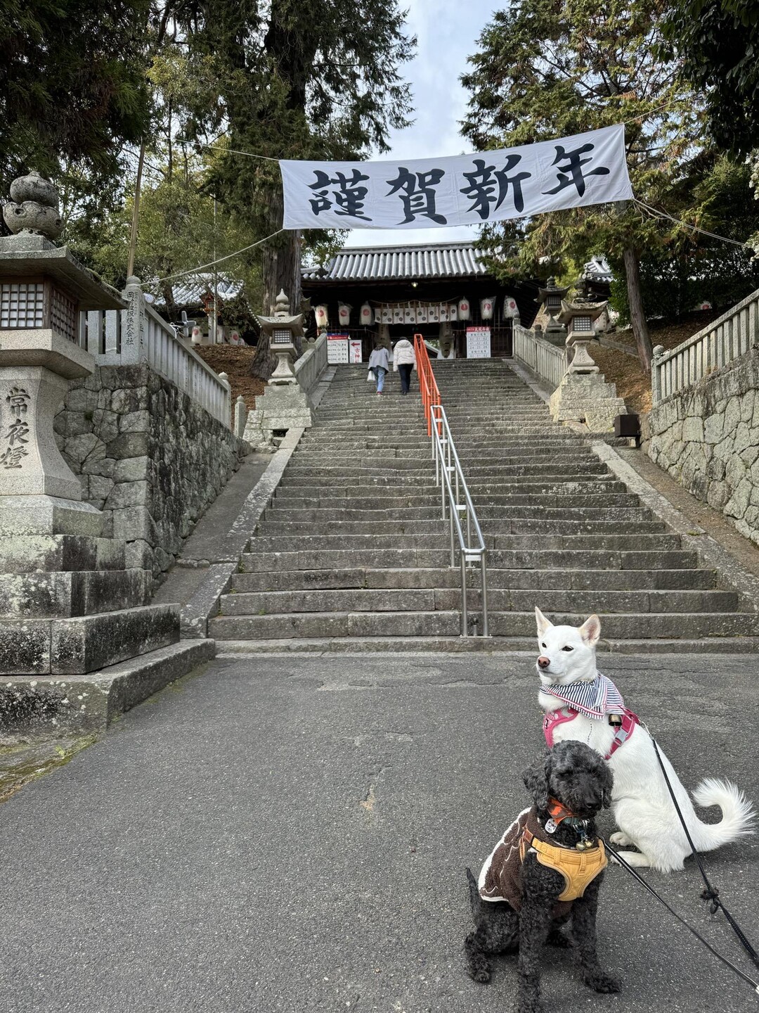 🌥️今日のお散歩🐶🐩😀 お正月 ... / GHハコさんのモーメント | YAMAP / ヤマップ