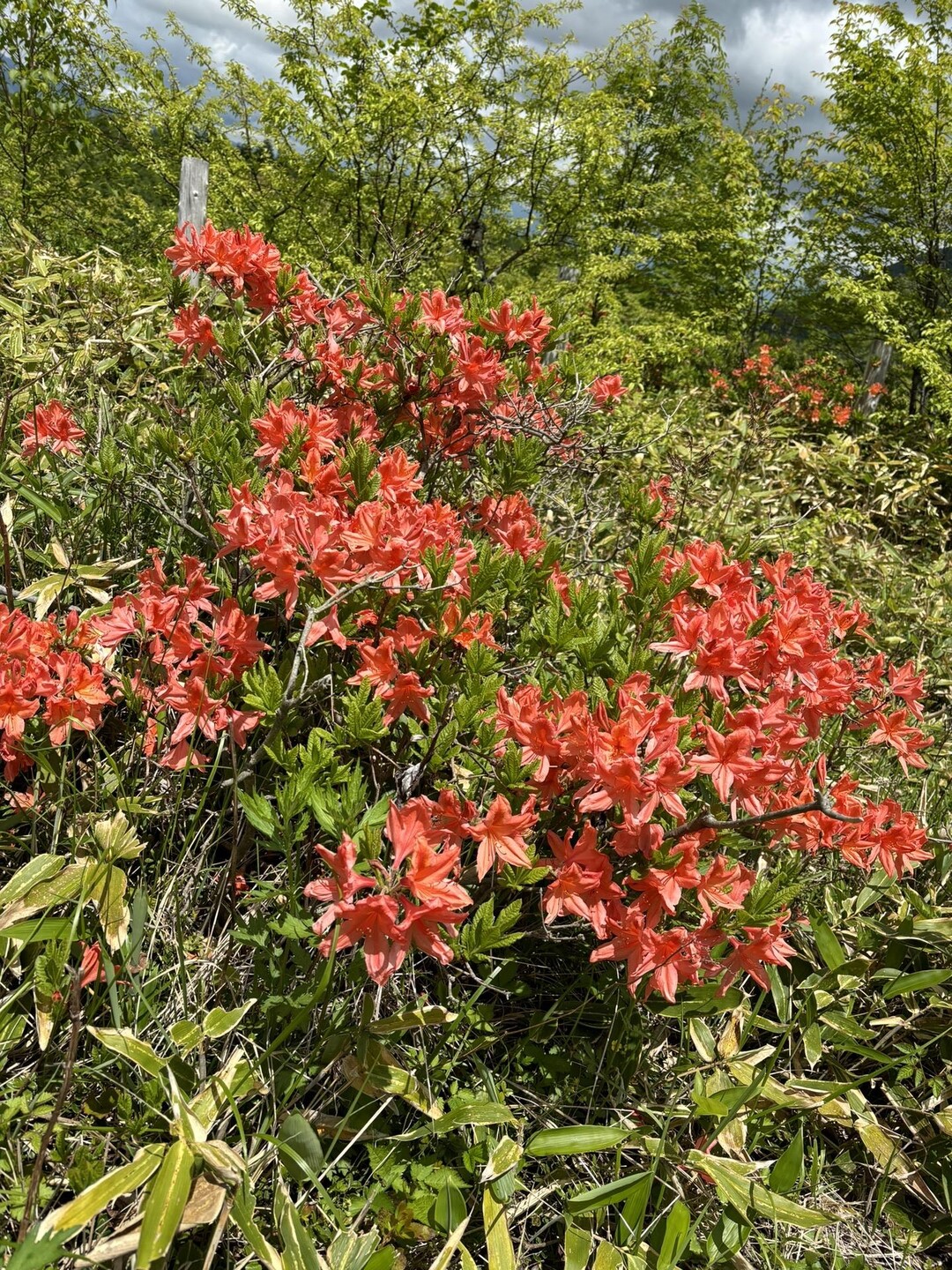 湯ノ丸山〜烏帽子岳 / kura.sunさんの湯ノ丸山・角間山・鍋蓋山の活動データ | YAMAP / ヤマップ