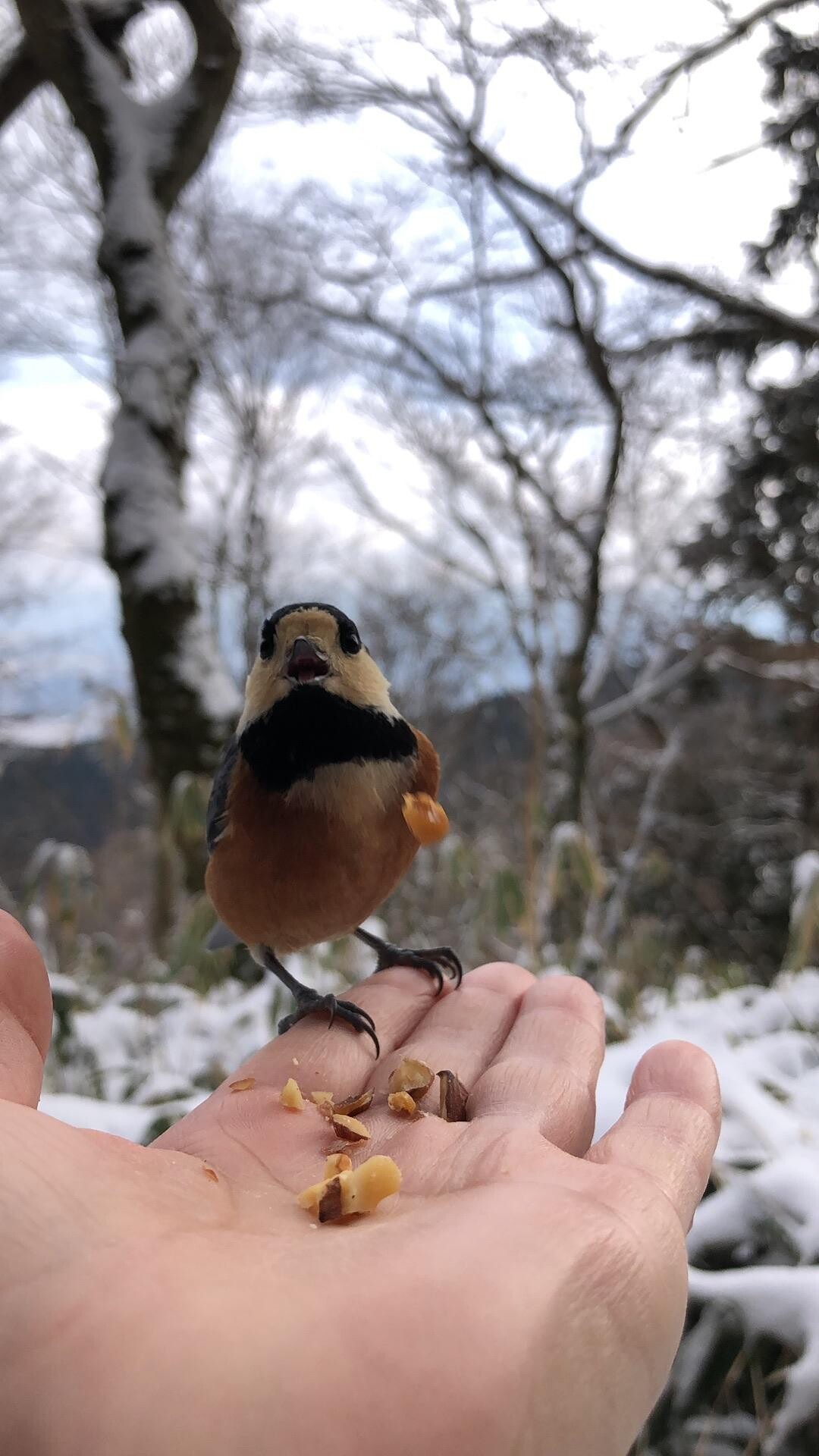 R5.12.24 金剛山 / のりさんの金剛山・二上山・大和葛城山の活動データ | YAMAP / ヤマップ