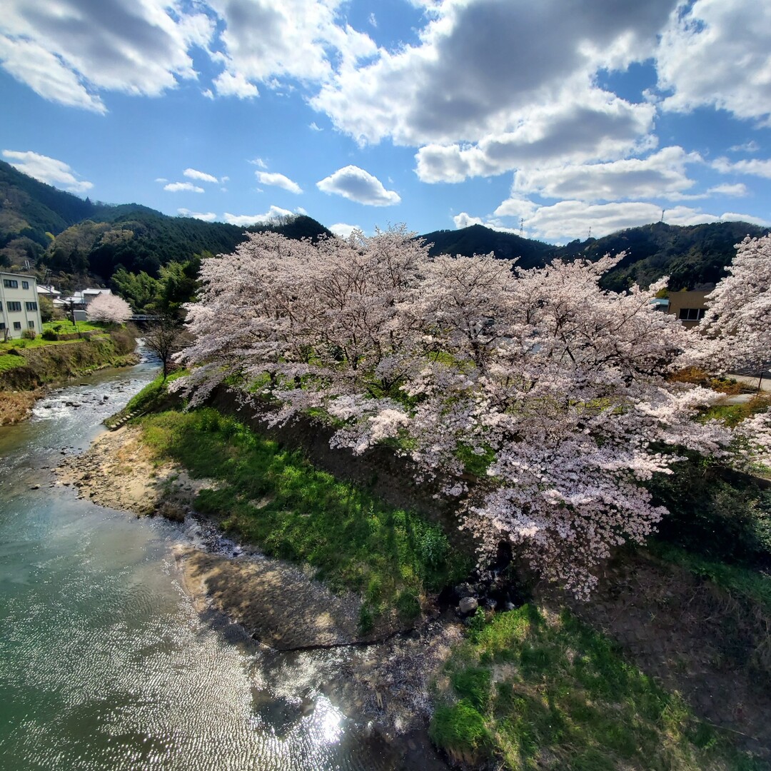 笠置山(京都府)-2020-04-05 / junさんの笠置山の活動データ | YAMAP / ヤマップ
