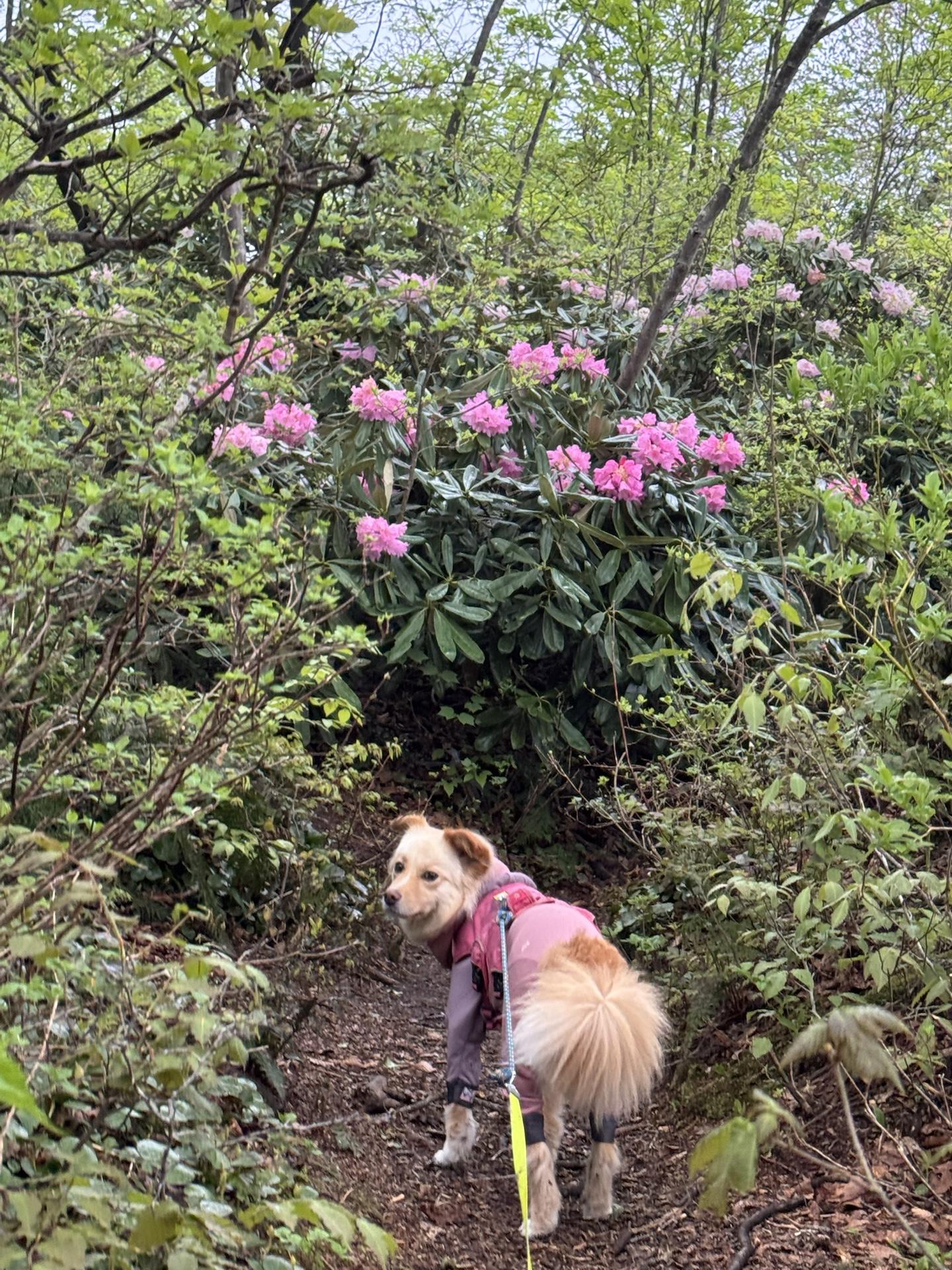 大御影山 / きなこさんの三十三間山・三重嶽・武奈ヶ嶽の活動データ | YAMAP / ヤマップ