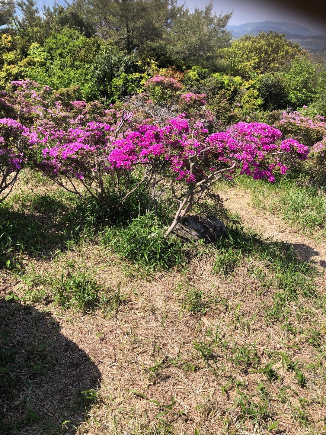 経塚山で一足早いmk鑑賞 / Oh!Gmenさんの経塚山の活動データ | YAMAP / ヤマップ