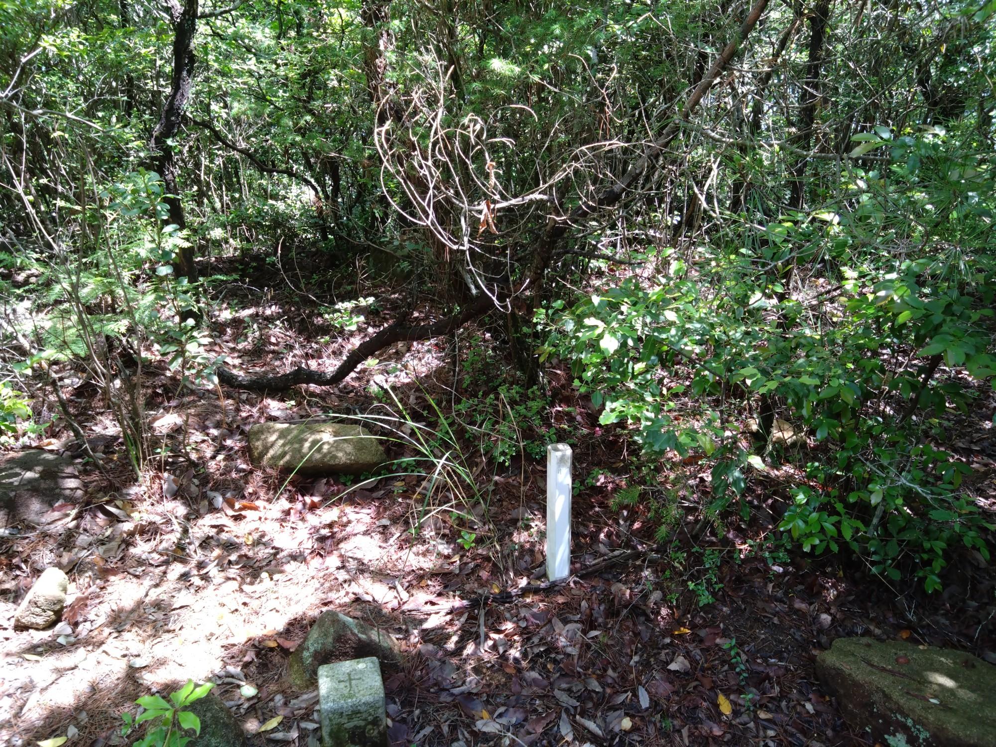 ③前平山シダ多い🙅行かない方がいい / クンクン007さんの呉市 東エリアの活動データ | YAMAP / ヤマップ