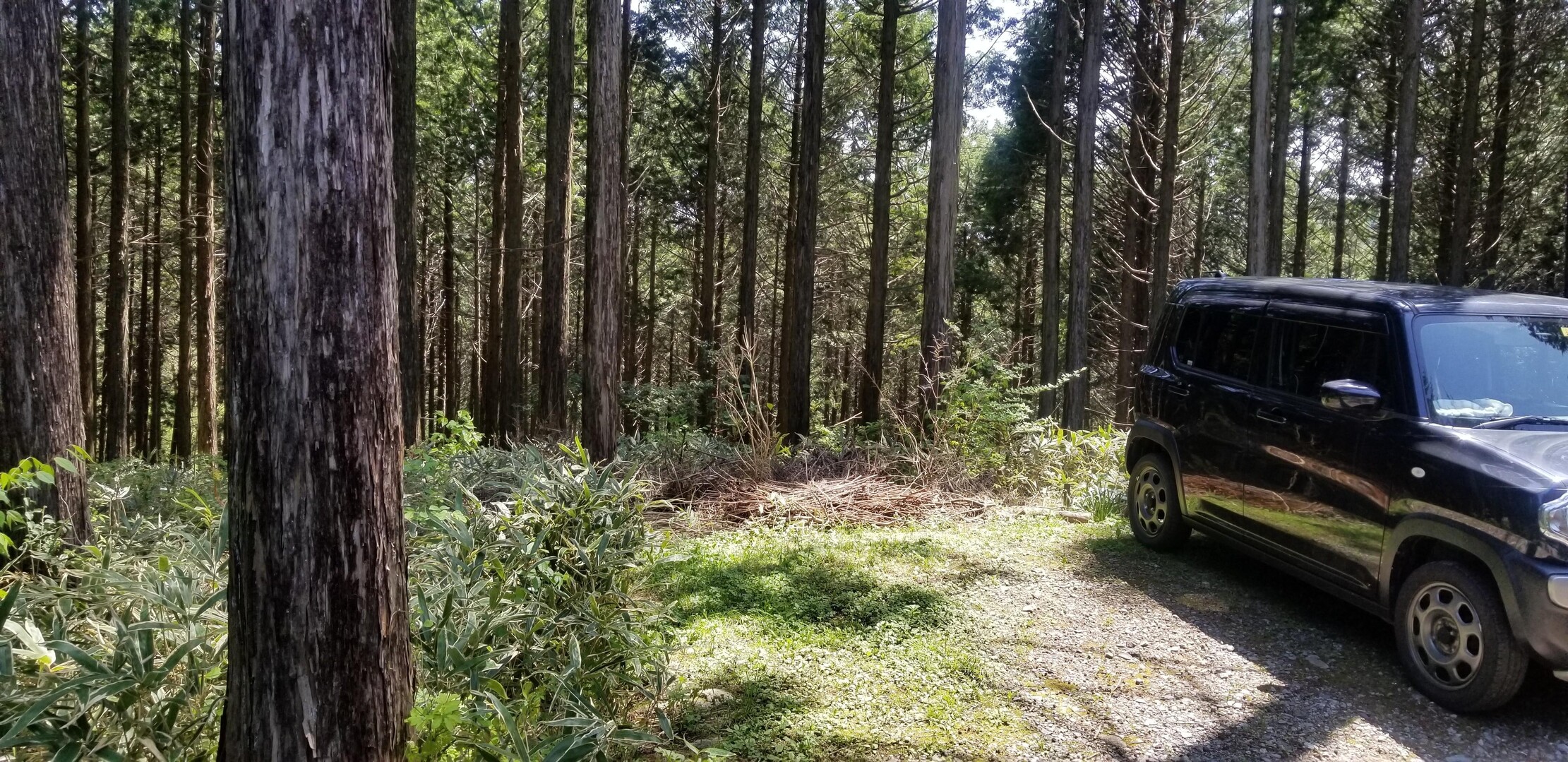 fuku🐤fukuさんの投稿したフィールドメモ | YAMAP / ヤマップ