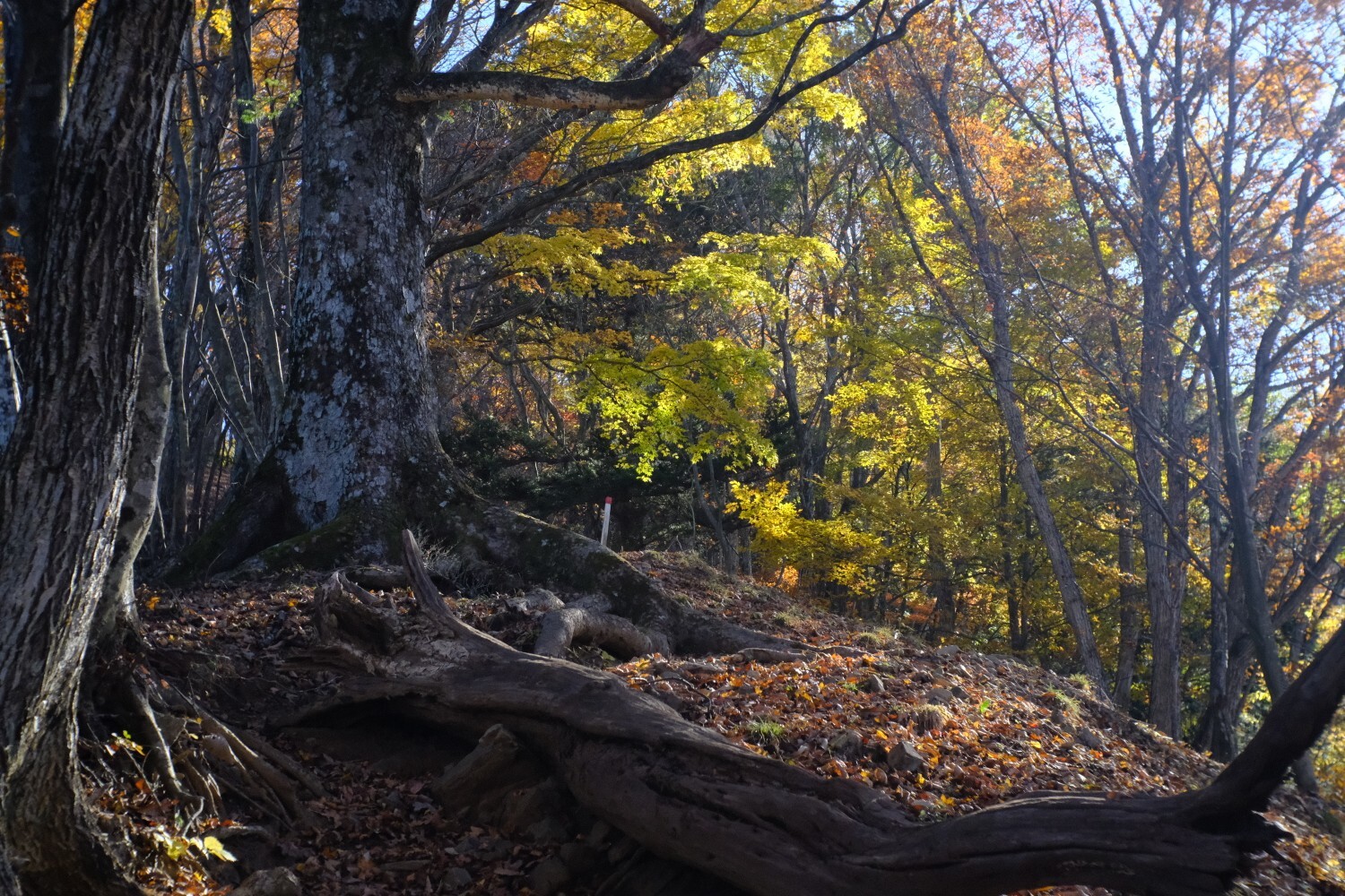 ・お前だけだ・・御前山 / Kai.yさんの大岳山・御岳山・御前山の活動データ | YAMAP / ヤマップ