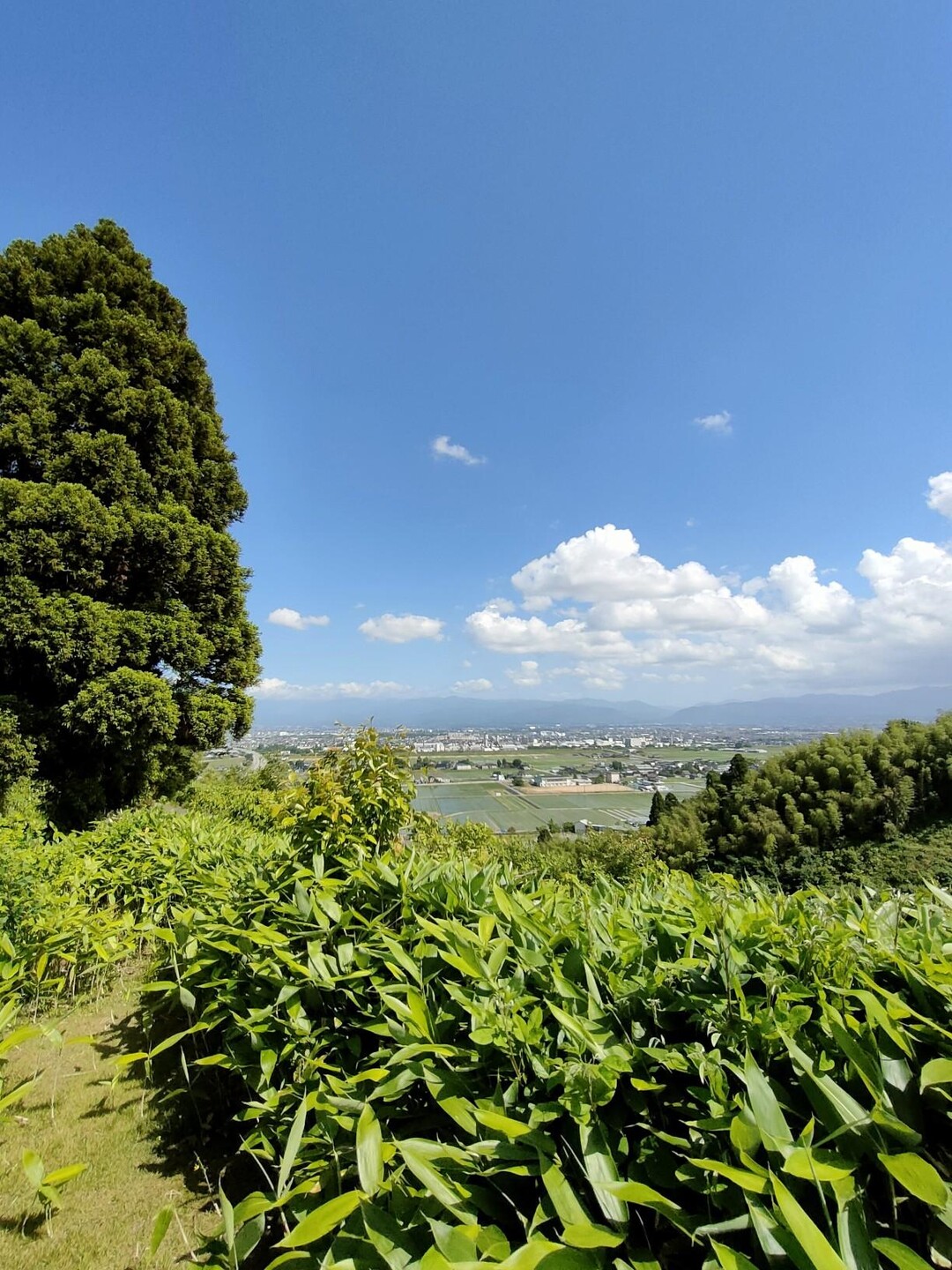 城山 / robinさんの呉羽山・城山の活動データ | YAMAP / ヤマップ