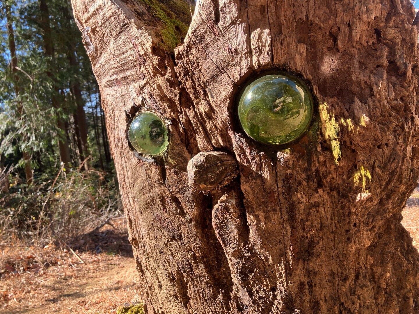 トーベヤンソン&阿須山・阿須赤城山でゆっくりハイキング♪ / moricoさんの加治丘陵・七国山の活動データ | YAMAP / ヤマップ