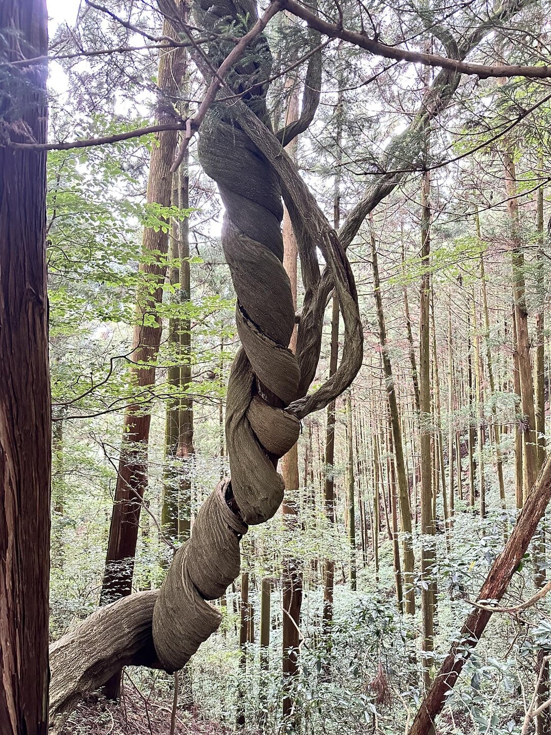 金剛山・太尾↑akira↓ / naossanさんの金剛山・二上山・大和葛城山の活動データ | YAMAP / ヤマップ