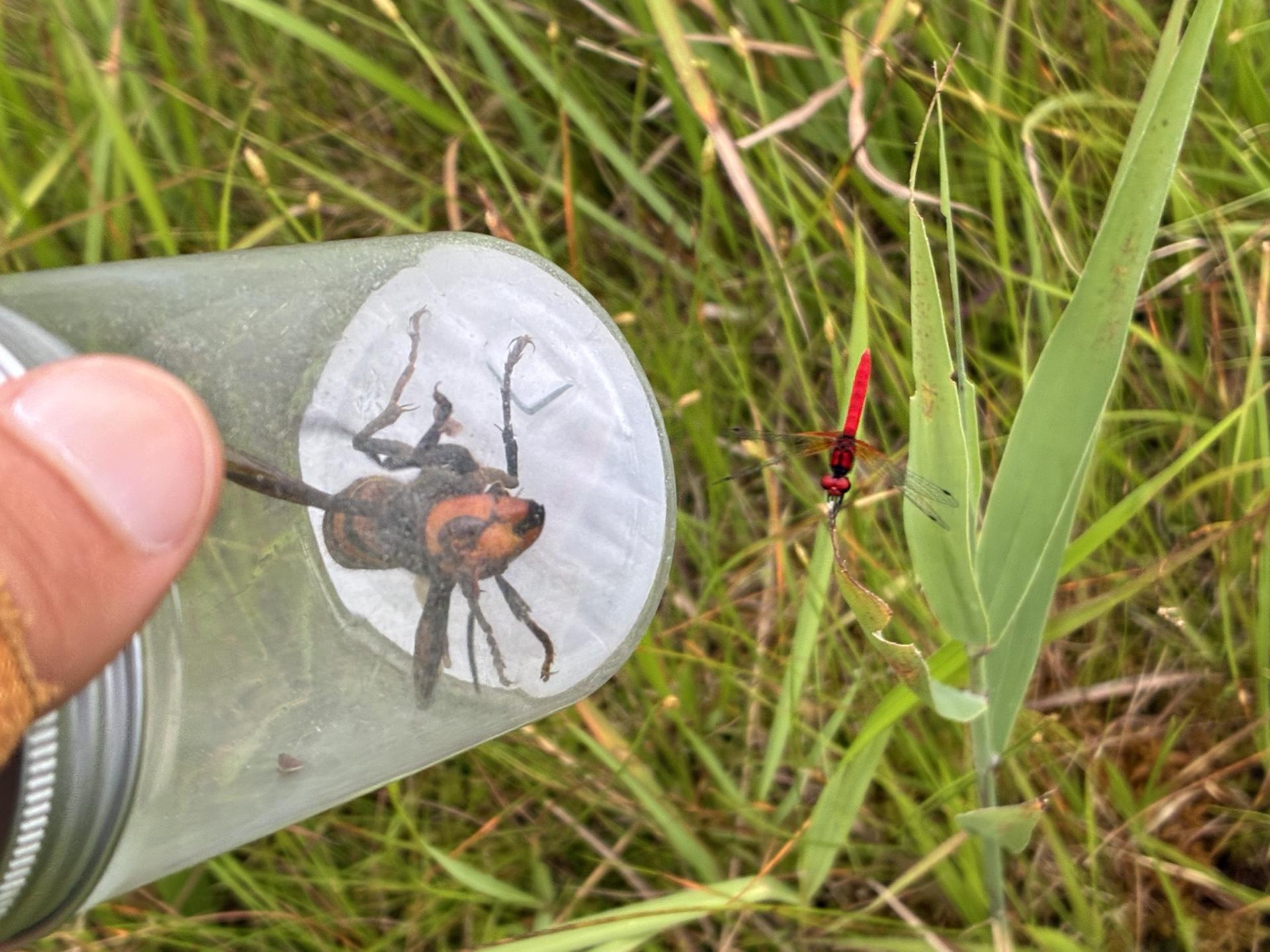 長ノ山湿原散策(第2ラウンド)-2025-07-03 | Walking Around Naganoyama Plateau Marsh ﻿Observing Insects(the 2nd ...