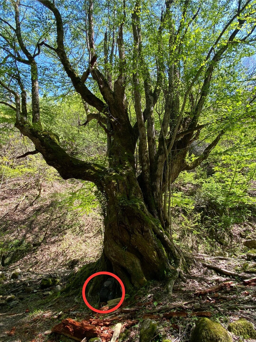 蘇武岳／ブナの林と巨樹の谷 / Nobuさんの蘇武岳の活動日記 | YAMAP / ヤマップ