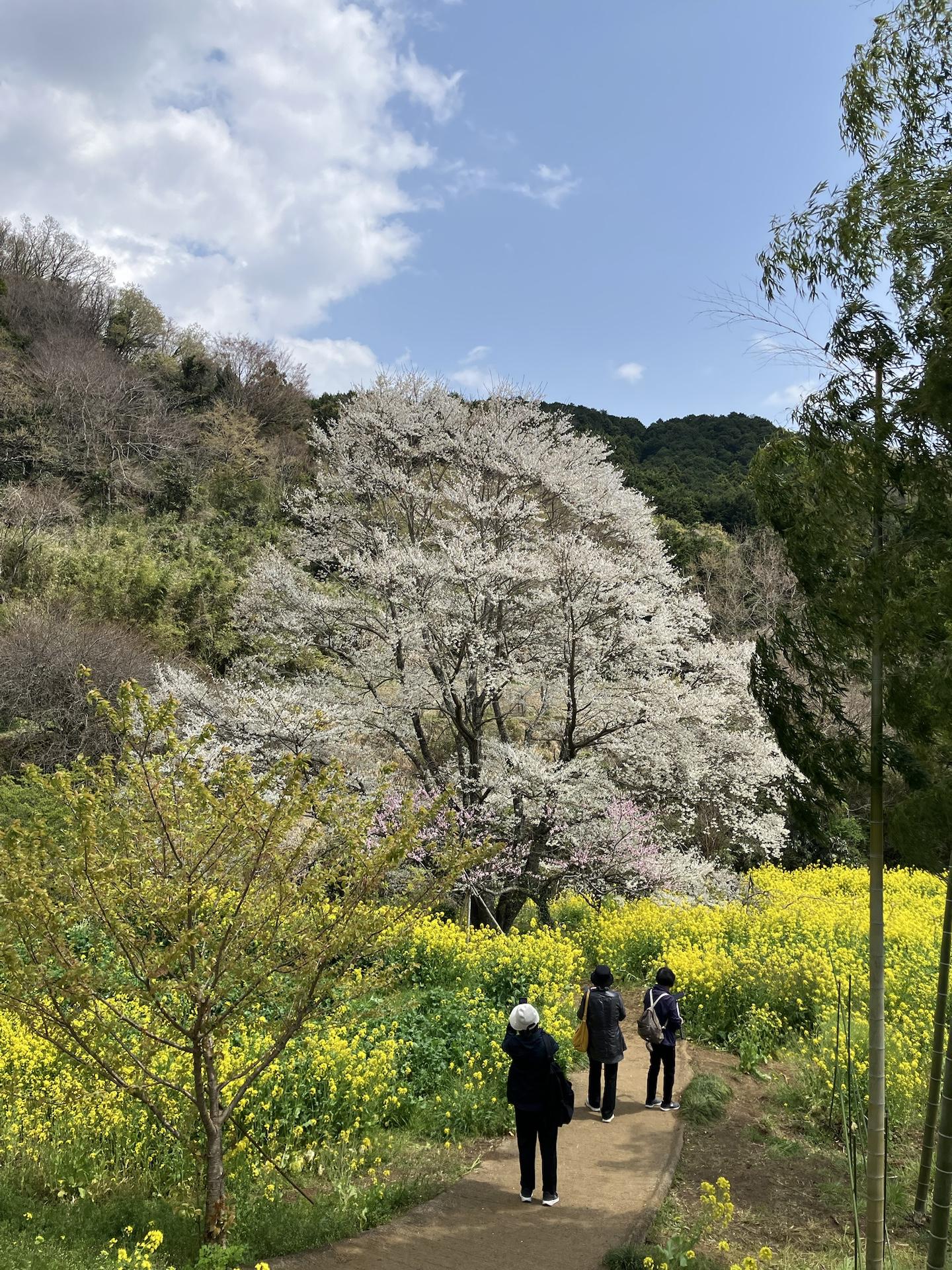 淡墨桜を一目見てみたい‼️ / Ken miuさんの大山の活動日記 | YAMAP / ヤマップ