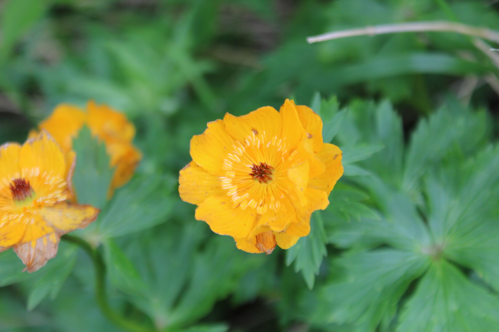 ボタンキンバイソウ。これは利尻島固有種ら... / MASA-Kさんのモーメント | YAMAP / ヤマップ