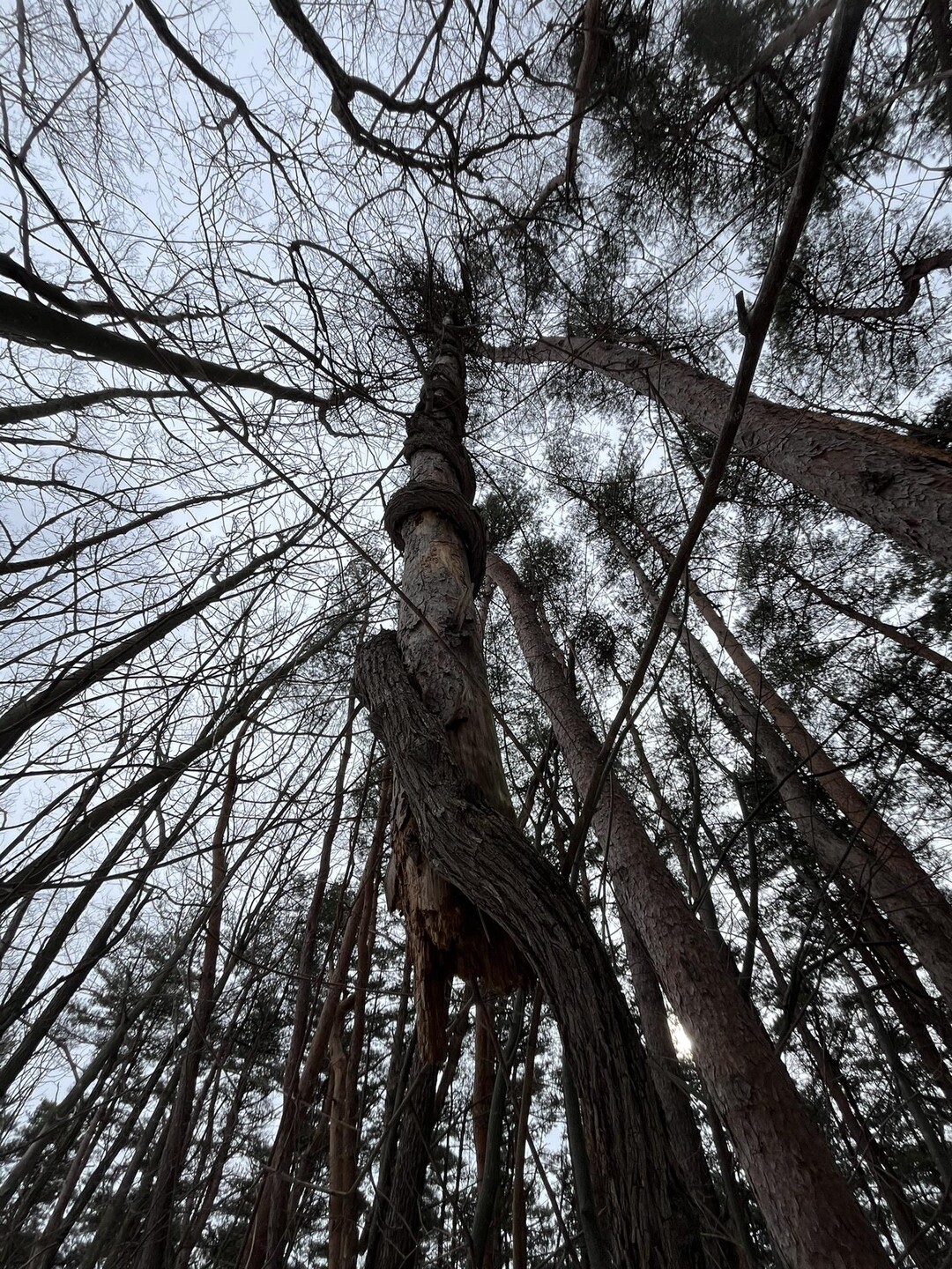 野駄森 / 163Go!!さんの岩手山・八幡平・安比高原 50km トレイルの活動データ | YAMAP / ヤマップ