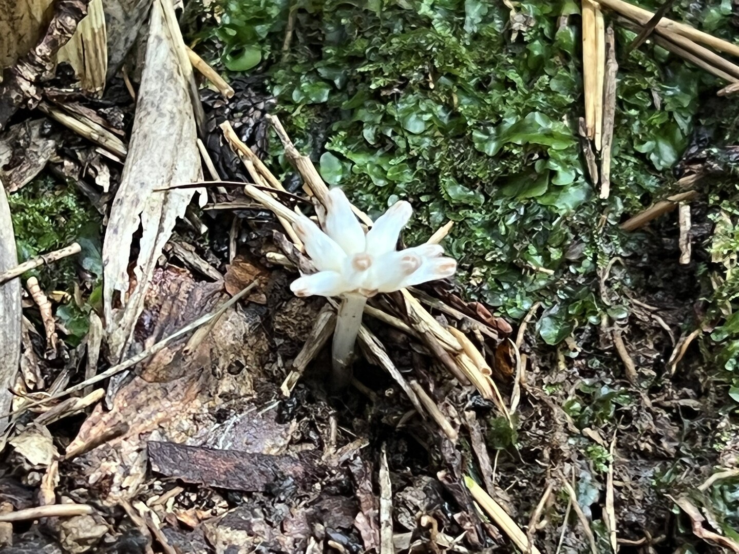 七ツ淵神社⛩参道 ヒナノシャクジョウの... / mipiさんのモーメント | YAMAP / ヤマップ