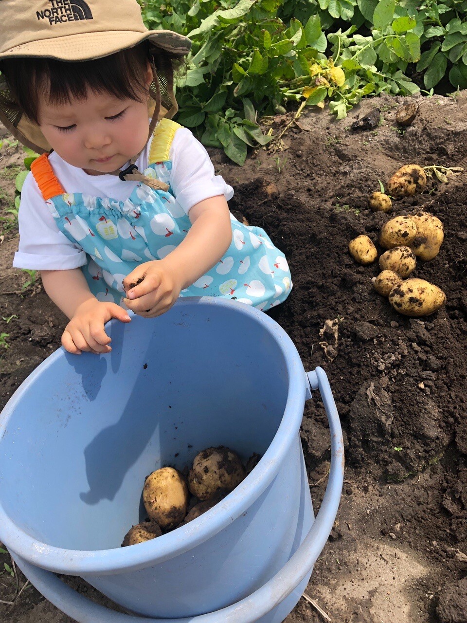 孫と一緒にジャガイモ掘り🥔😄 でも直... / M K1218さんのモーメント | YAMAP / ヤマップ