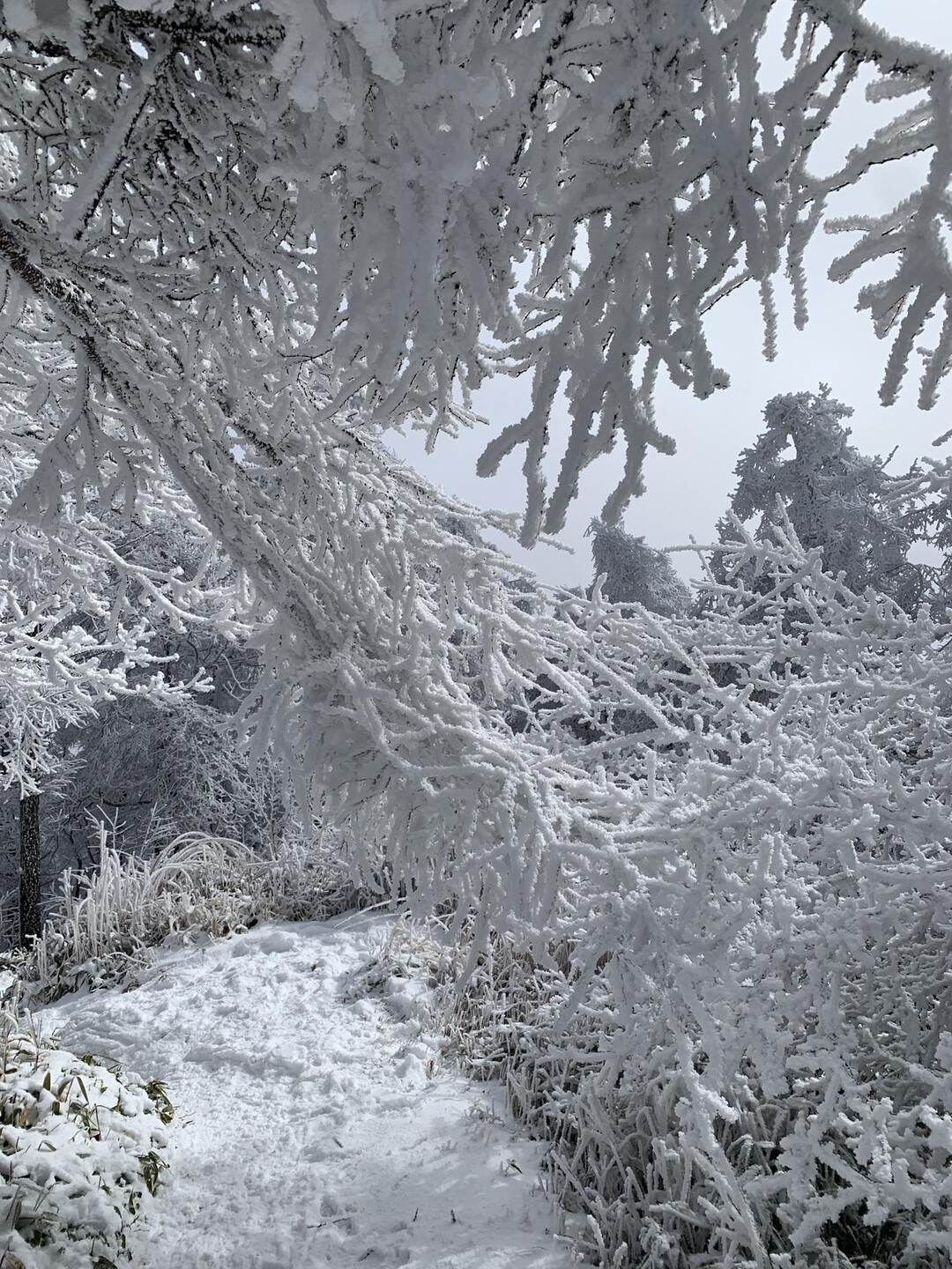 36回目の守屋山 / jucca🍎さんの守屋山の活動日記 | YAMAP / ヤマップ