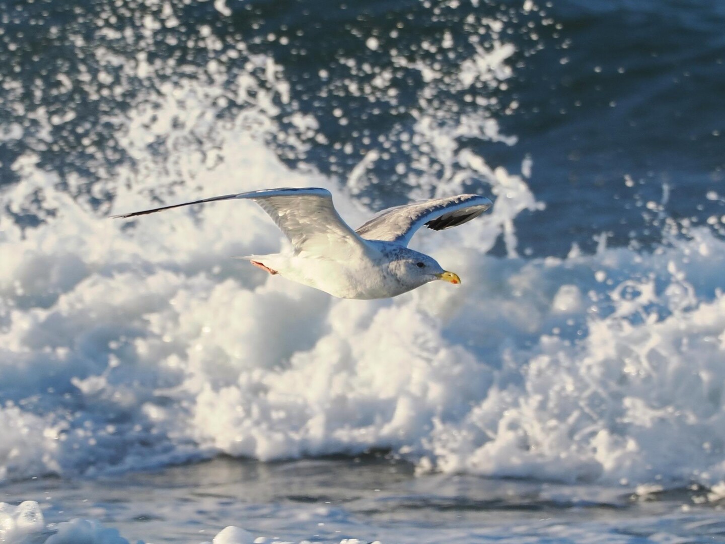 今日は仕事になったけど、ミサゴを撮影した... / yuuさんのモーメント | YAMAP / ヤマップ