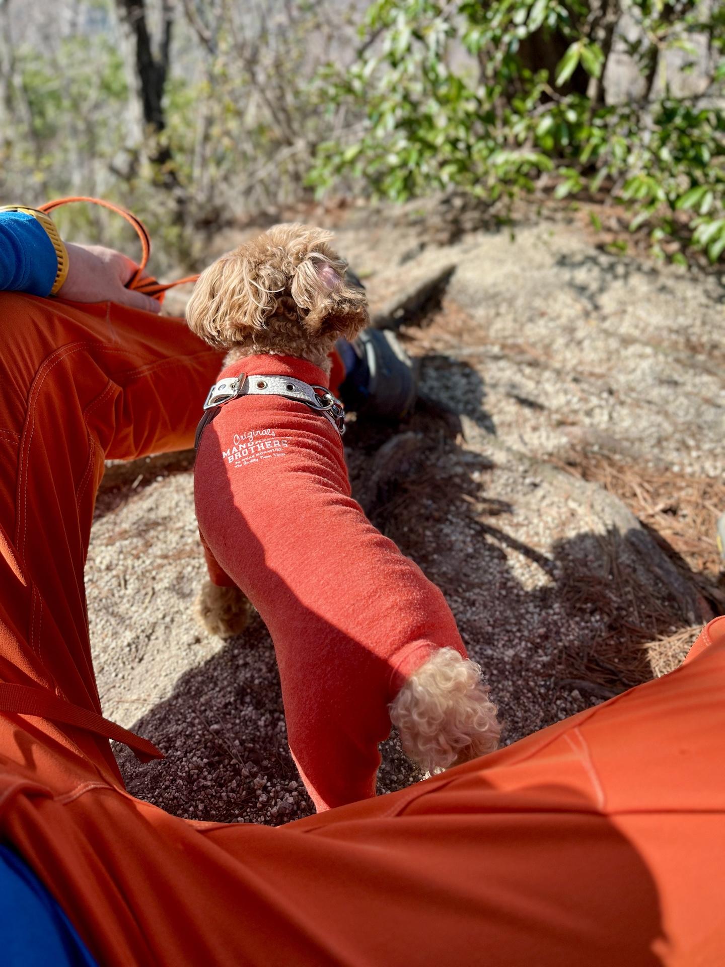 星田連山 31座🐶with my dog / Jo999さんの交野山・国見山の活動日記 | YAMAP / ヤマップ