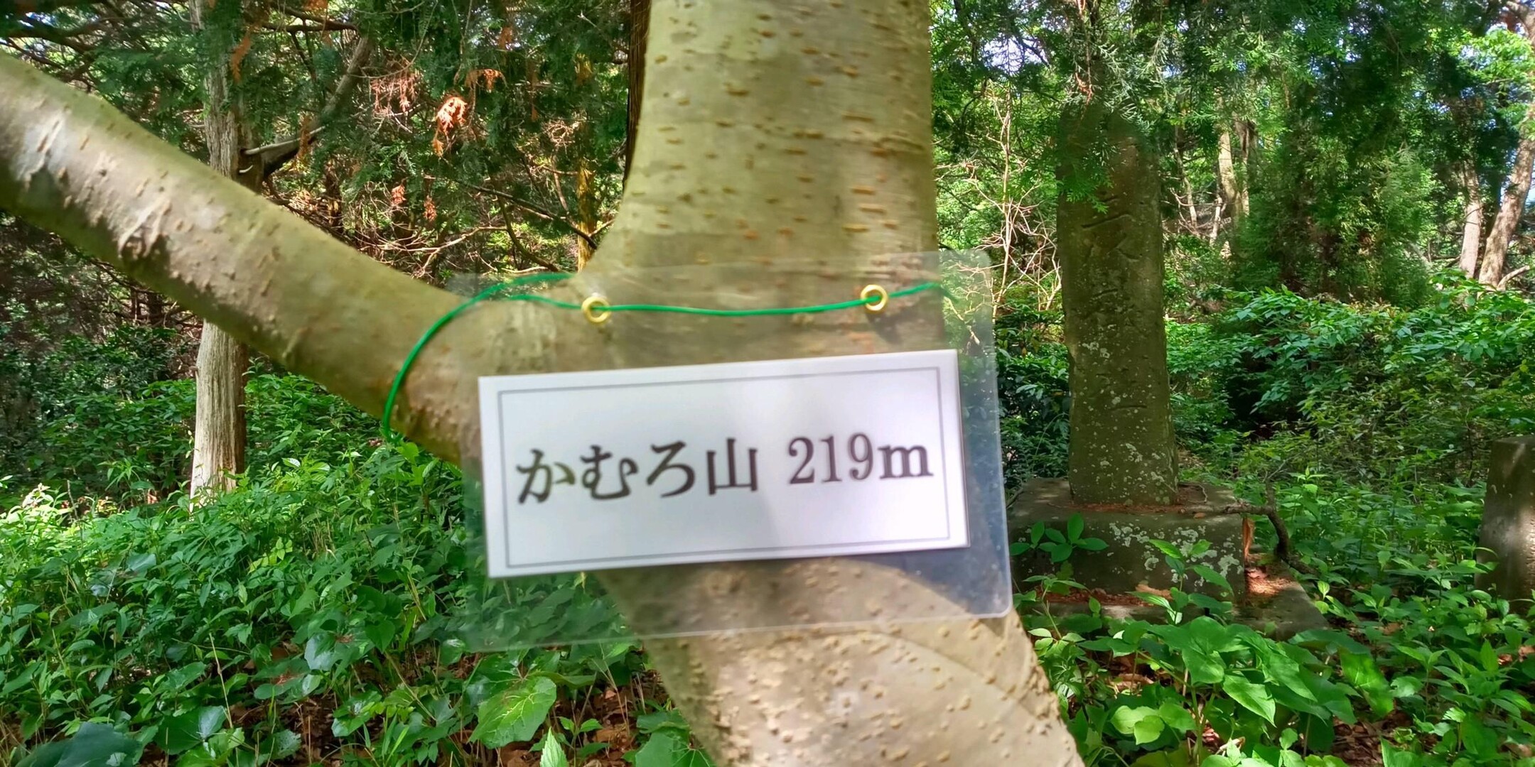 かむろ山・高葉山 / イチリさんの木葉山の活動データ | YAMAP / ヤマップ