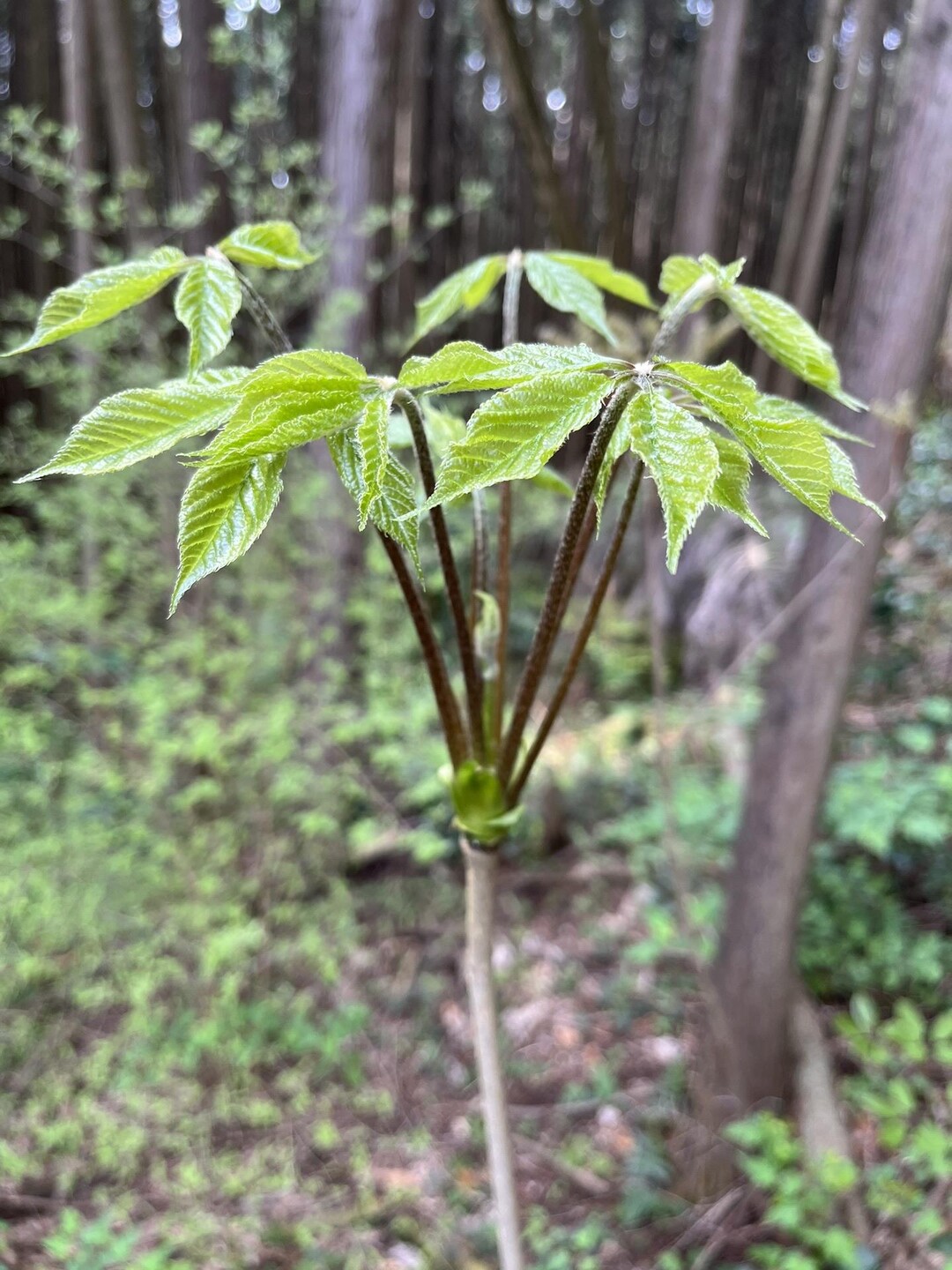 堂山・経塚山"山菜採り" / green jackさんの槇尾山（槙尾山）・和泉葛城山・神於山の活動データ | YAMAP / ヤマップ