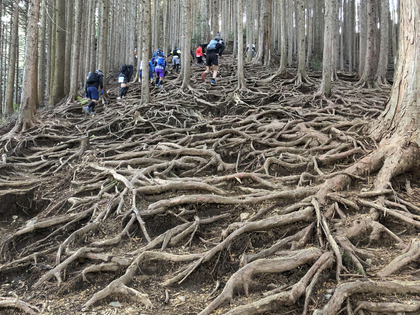 FTR秩父＆奥武蔵100k / おむすびさんの武甲山・伊豆ヶ岳・小持山の活動データ | YAMAP / ヤマップ