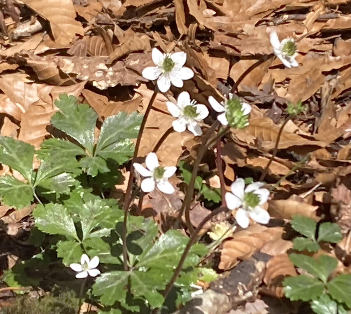 伯州山・岡山 / kozoさんの伯州山・霧ヶ原の活動データ | YAMAP / ヤマップ