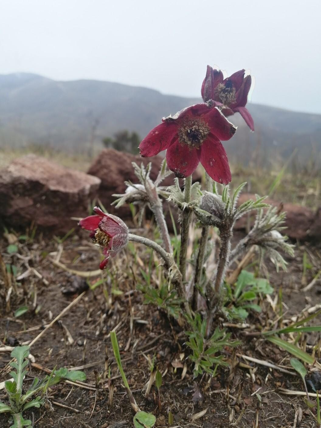 一ノ峯・二ノ峯 / TK-1111さんの俵山・冠ヶ岳・清栄山の活動データ | YAMAP / ヤマップ