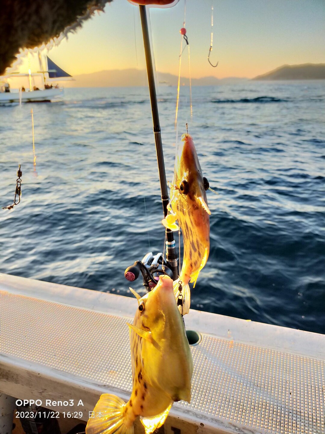 初船ハゲ(カワハギ)釣り(加太沖12:3... / mo♪さんのモーメント | YAMAP / ヤマップ