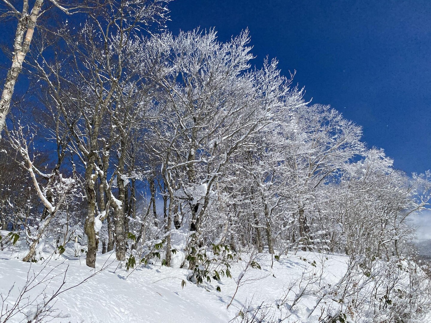 元旦からスキー‼️やっと“滑って”良い正... / GA GAさんのモーメント | YAMAP / ヤマップ