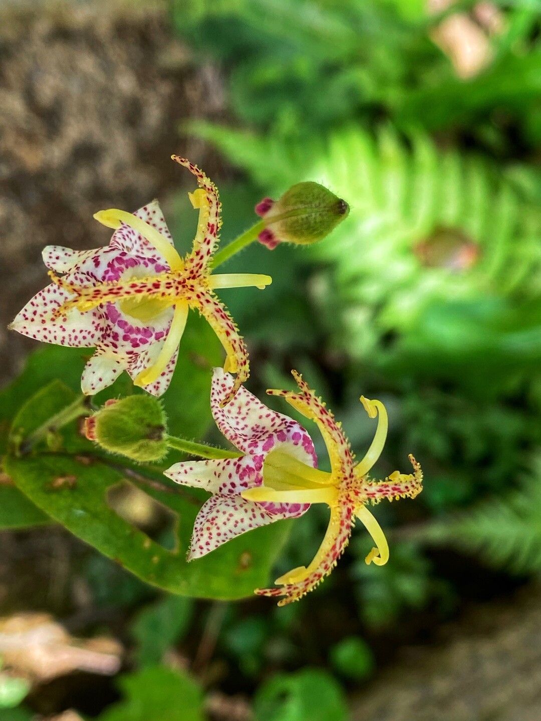 スタンプラリーNo.48 八菅山いこいの森と日本最古の三角点 / Chacoさんの大山の活動データ | YAMAP / ヤマップ