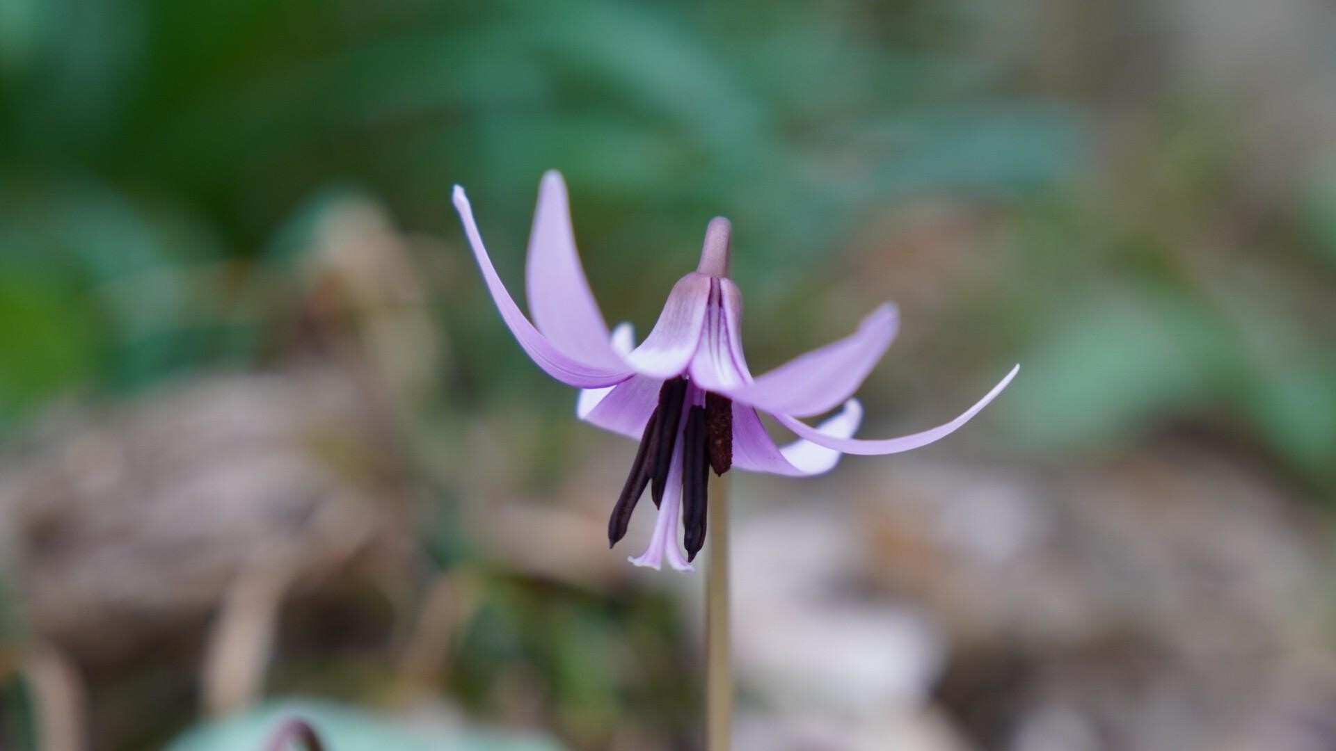 佐野 三毳山ハイキング / クボリン 1123226さんの三毳山の活動データ | YAMAP / ヤマップ
