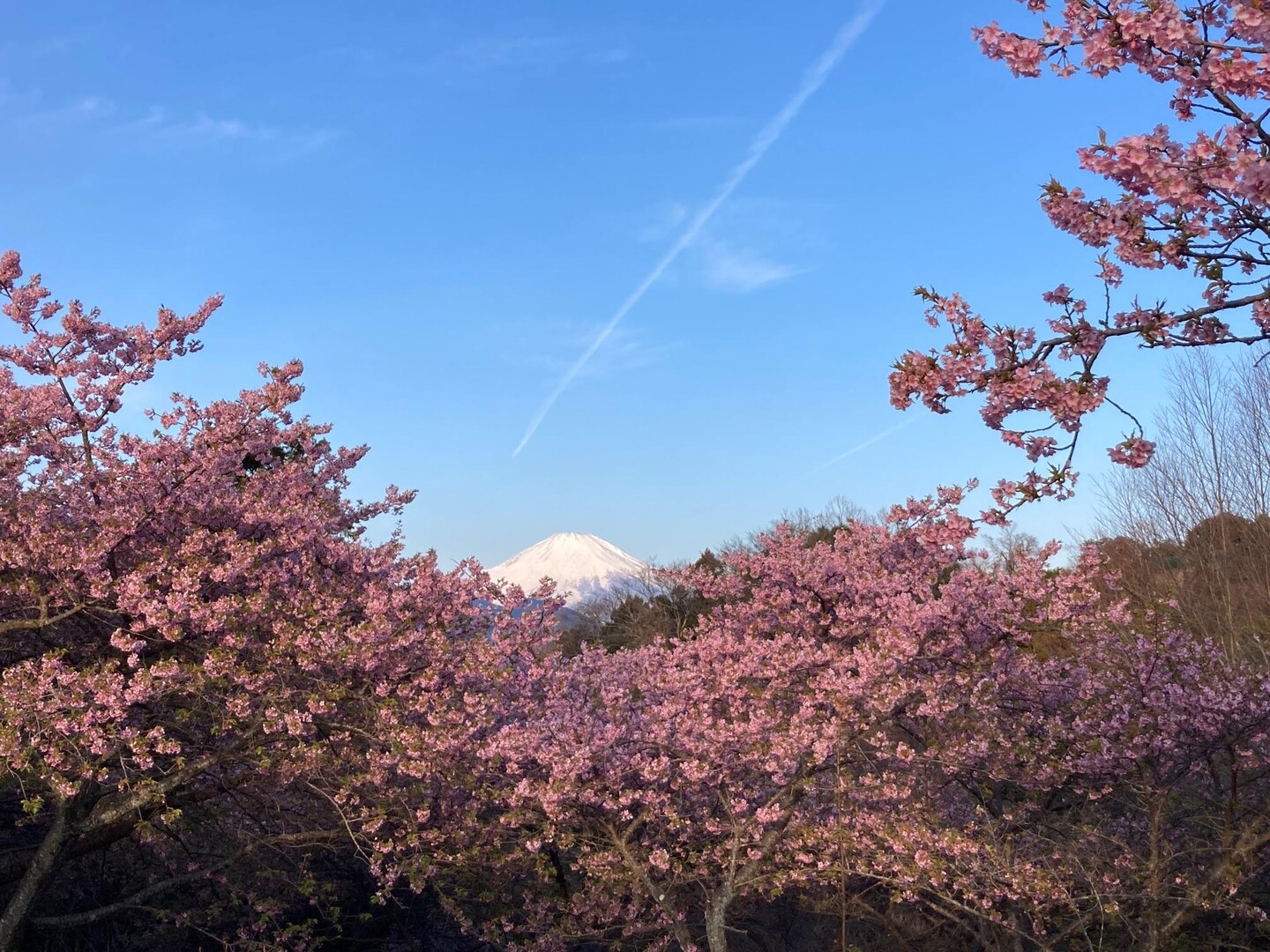 松田山・大六天・高松山・さくら祭り / tenさんの高松山・大野山の活動データ | YAMAP / ヤマップ