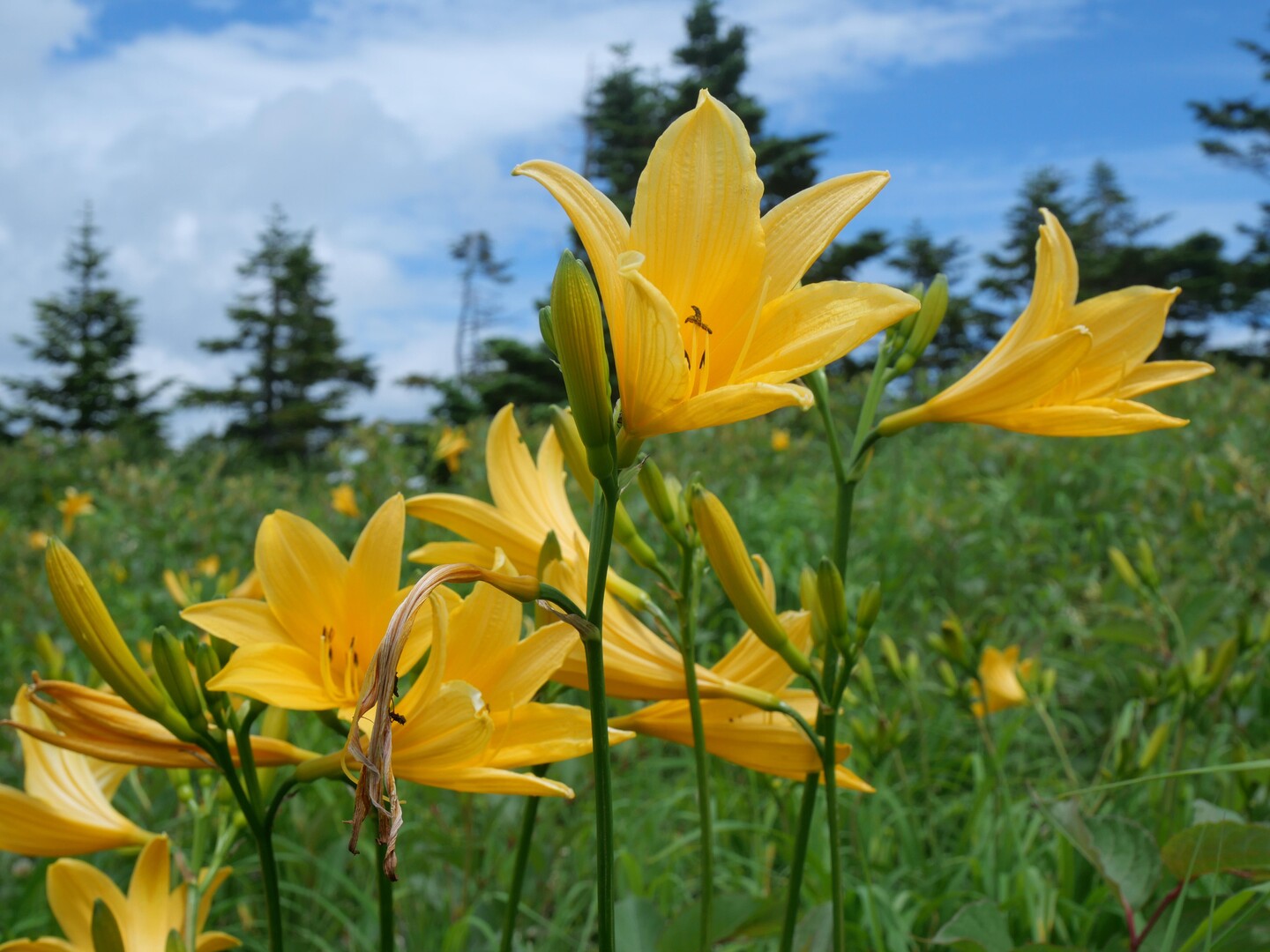 横手山 / s-kobaさんの横手山・志賀山・赤石山の活動データ | YAMAP / ヤマップ