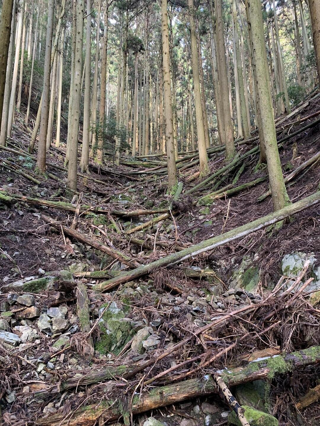 おかわり美祢④ 谷山 / koma_xさんの花尾山の活動データ | YAMAP / ヤマップ