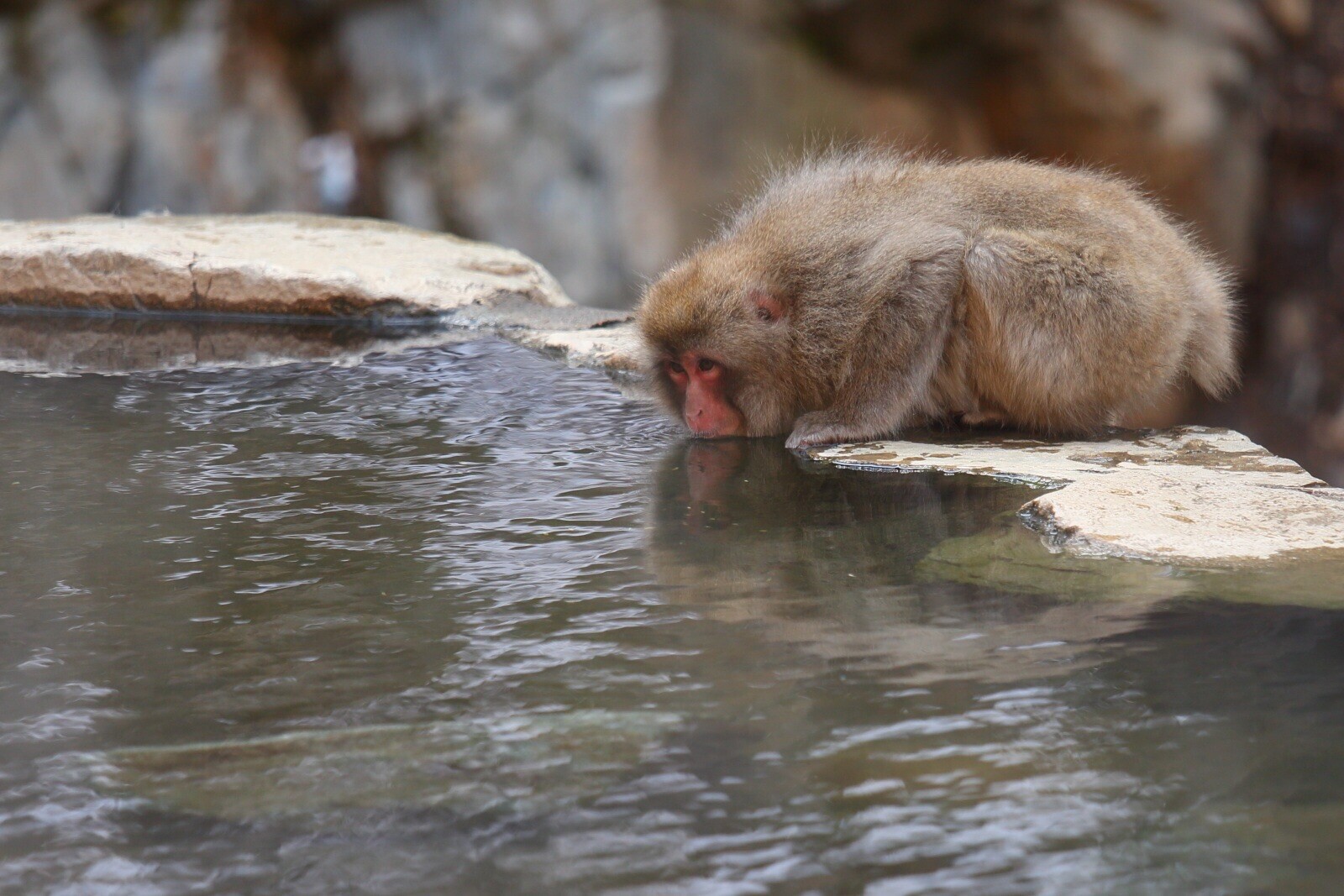 地獄谷のお猿さん / usawoさんの横手山・志賀山・赤石山の活動データ | YAMAP / ヤマップ