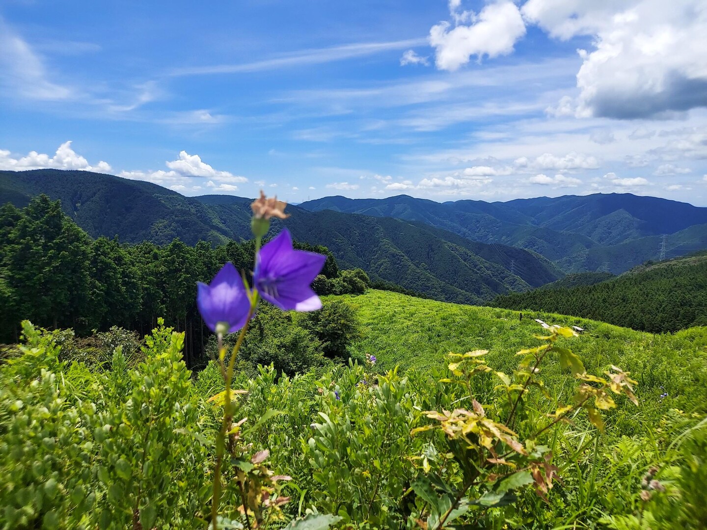 岩湧山 / ree-koさんの岩湧山・一徳防山・三石山の活動データ | YAMAP / ヤマップ