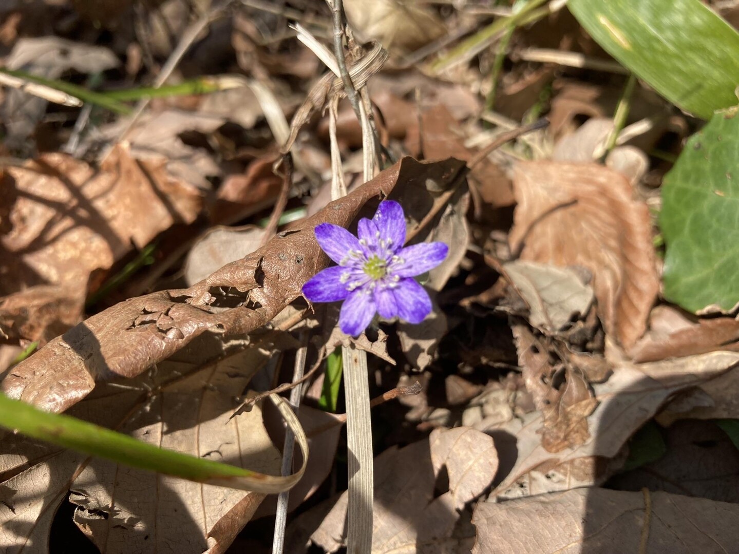 花の西蒲アルプス縦走路 / Tomo-itoさんの弥彦山・多宝山・雨乞山の活動日記 | YAMAP / ヤマップ