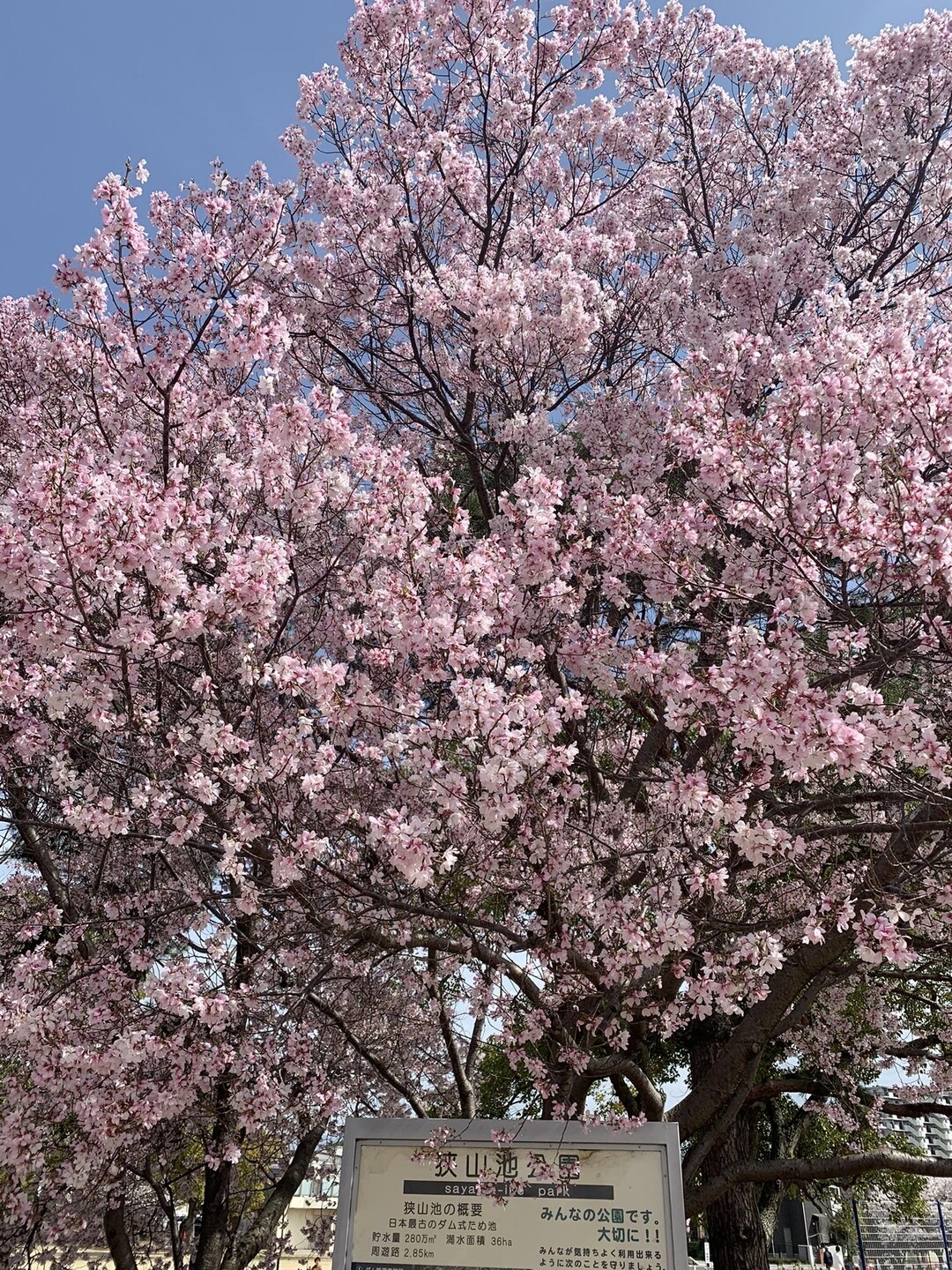 サクRUN in 狭山池公園 / みわさんのランニングの活動データ | YAMAP / ヤマップ