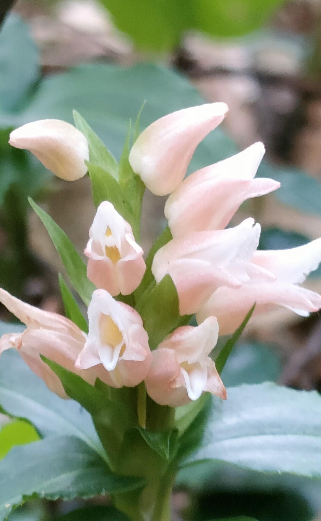 初秋の曙 / gontaさんの五頭山・菱ヶ岳・宝珠山の活動データ | YAMAP / ヤマップ