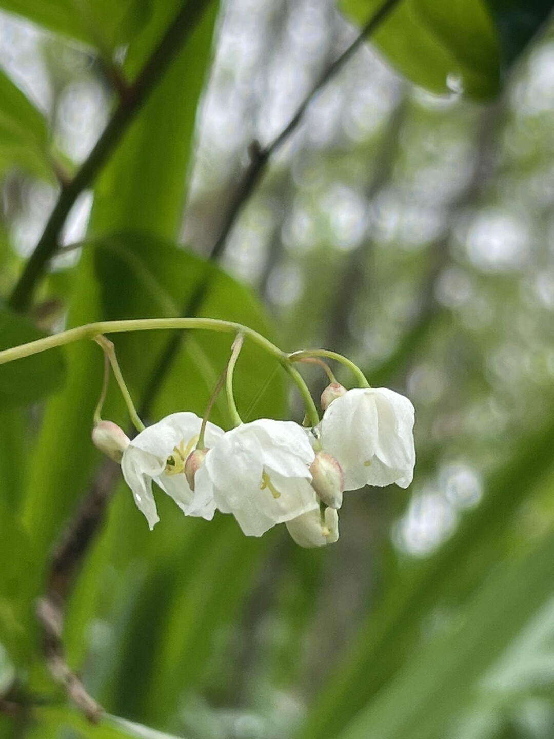 2022.04.15(金) 11:15 / あゆたろうさんのモーメント | YAMAP / ヤマップ