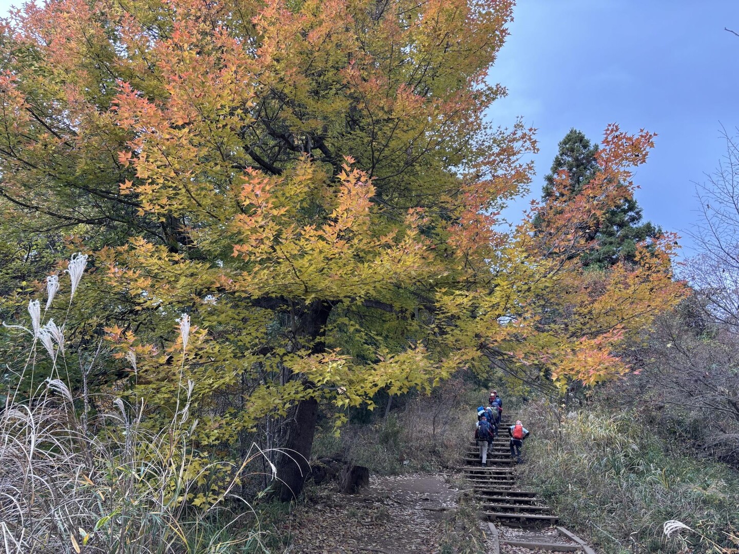 稲荷山・高尾山・城山（小仏城山）・峰尾山 / DKさんの高尾山・陣馬山・景信山の活動データ | YAMAP / ヤマップ