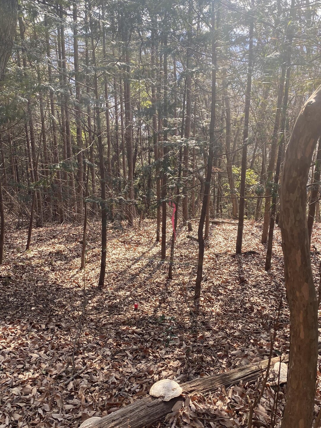 Moonkeyさんの投稿したフィールドメモ | YAMAP / ヤマップ